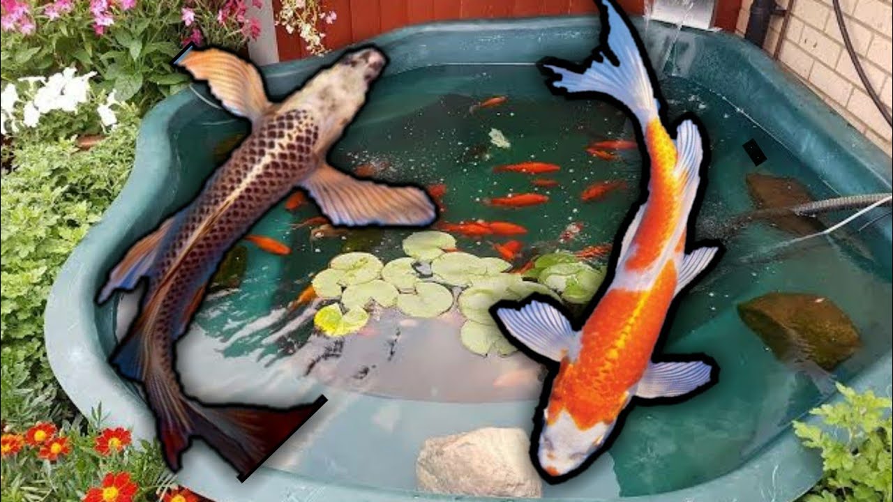 Long tail Fish & Japanes Fish koi / Breeding! - YouTube