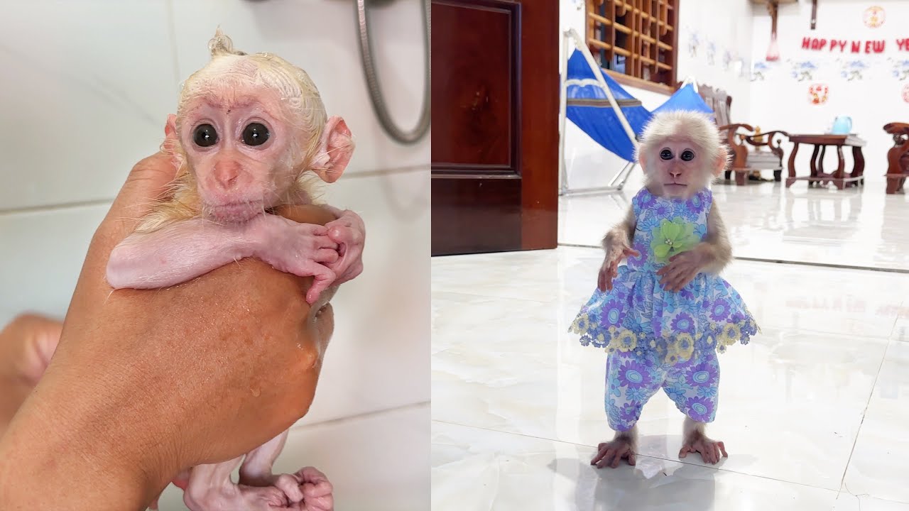 Monkey ZiZi receives special care from his Dad and monkey SinSin and ...