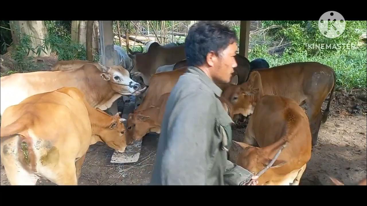 mus saib nyuj teb zaub - YouTube