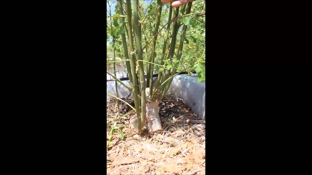 How to Prune Moringa for More Leaf Production: Continued - YouTube
