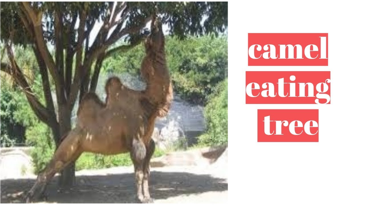 camel eating tree - YouTube