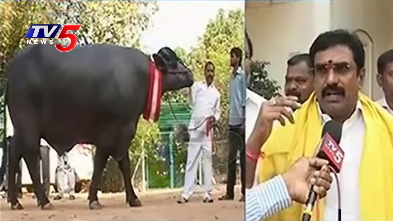 Yuvraj Buffalo To Stand as Special Attraction In Sadar Celebrations ...