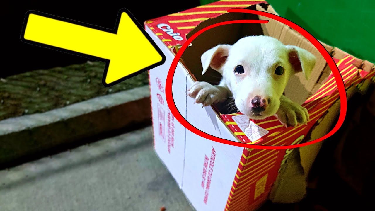 Someone Left Him in a Box - YouTube