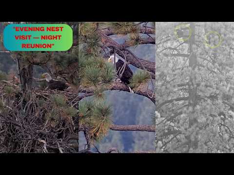 KAYDEE Visits Nest At Evening Then Flies To Shadow At Night — Is This Becoming Routine?! 😭🤔❤️🦅