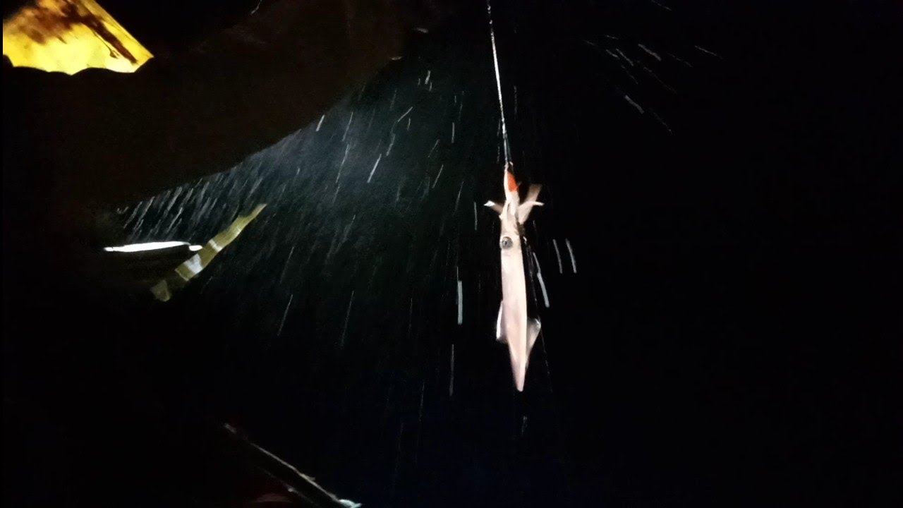 Mancing Cumi Babon Malam Hari di Laut Bangka Umpan Apollo Squid Jig ...