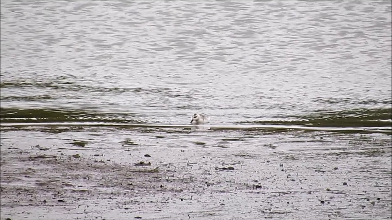 Grey Phalarope, Balgray Reservoir, East Renfrewshire, Scotland - YouTube
