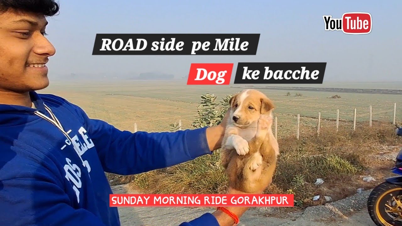 ROAD SIDE PE Mile DOG ke bachche🐶// SUNDAY MORNING RIDE GORAKHPUR ...