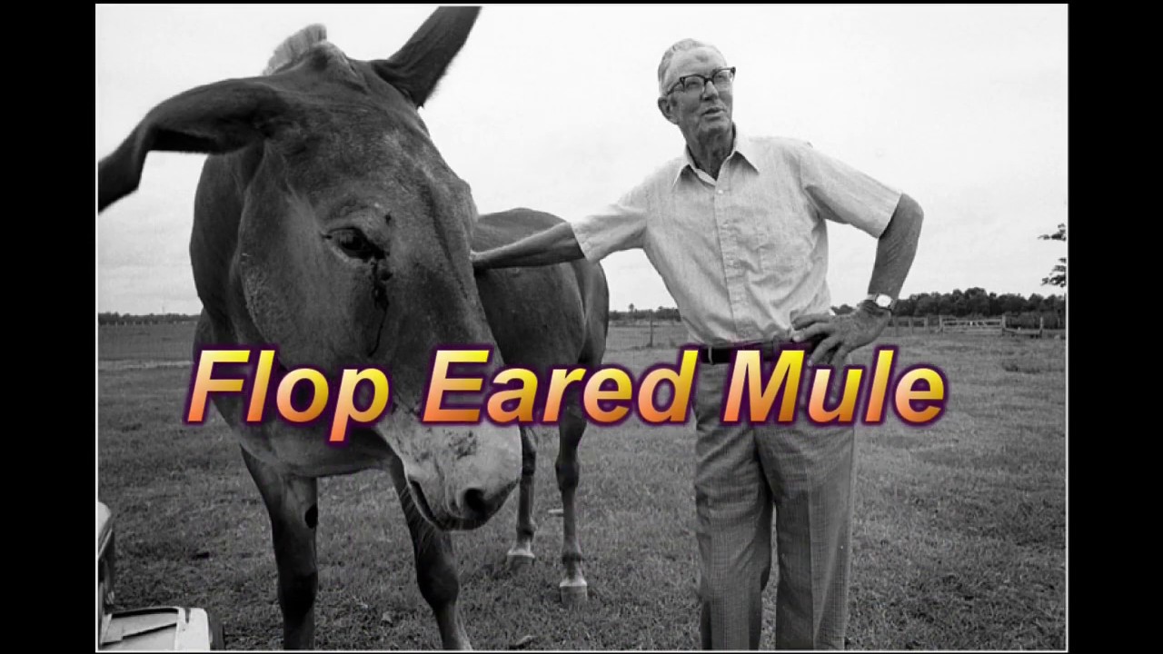 2019-07 Flop Eared Mule - YouTube