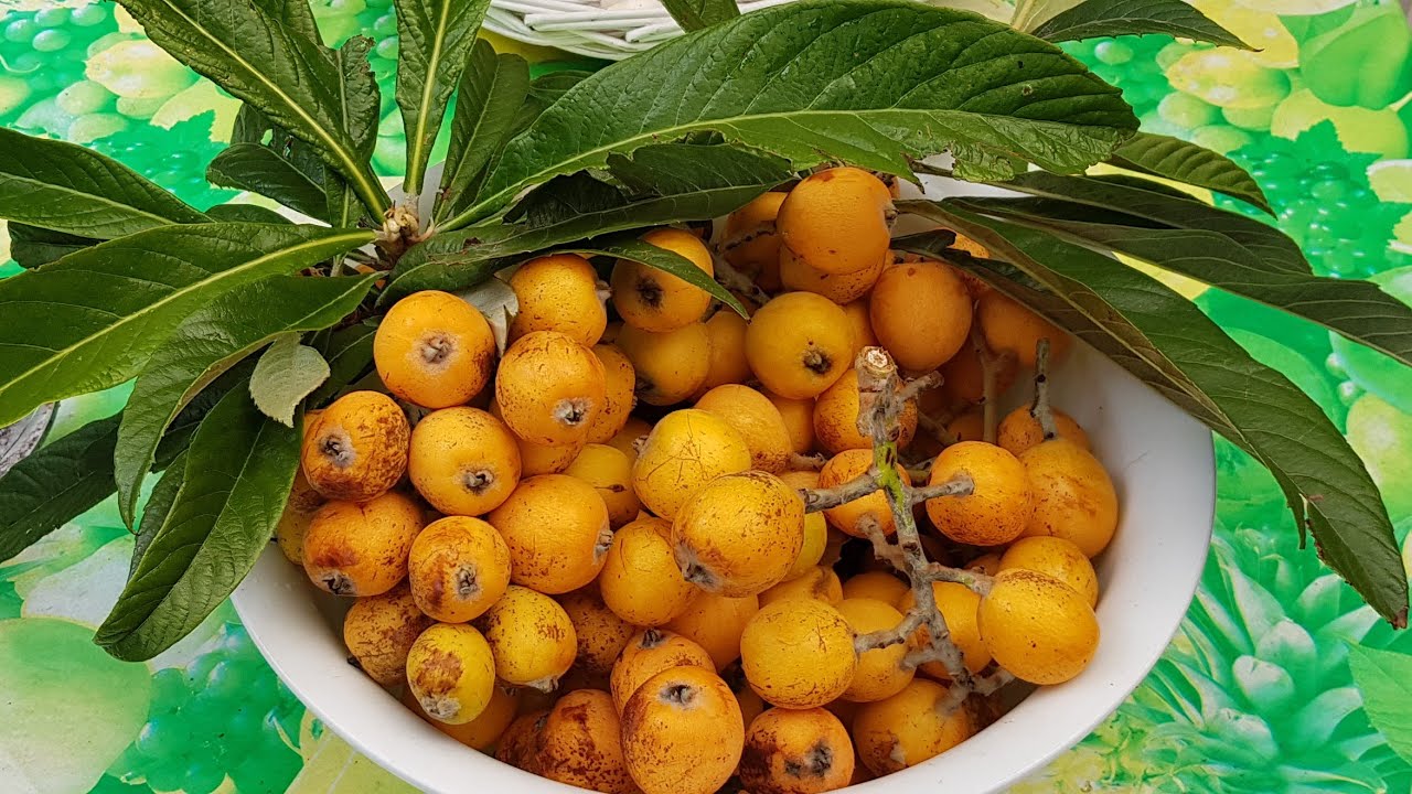 Harvesting LOQUAT in our Urban Fruit Jungle - YouTube