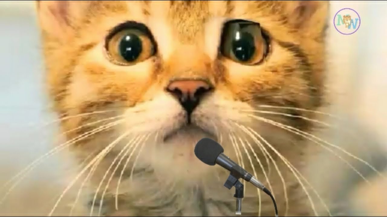 Kucing Kuning bernyanyi Asmaul Husnah - YouTube