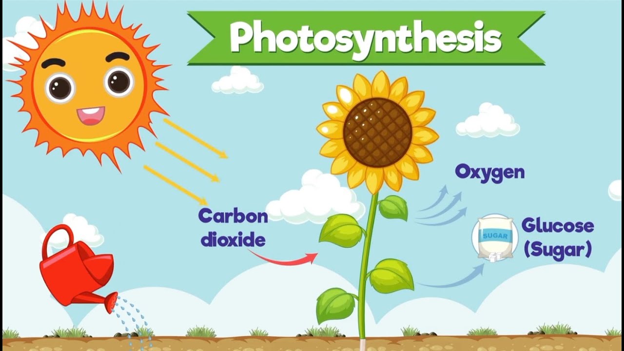 Photosynthesis Song for Kids | Fun Science Pop Song + Animation - YouTube