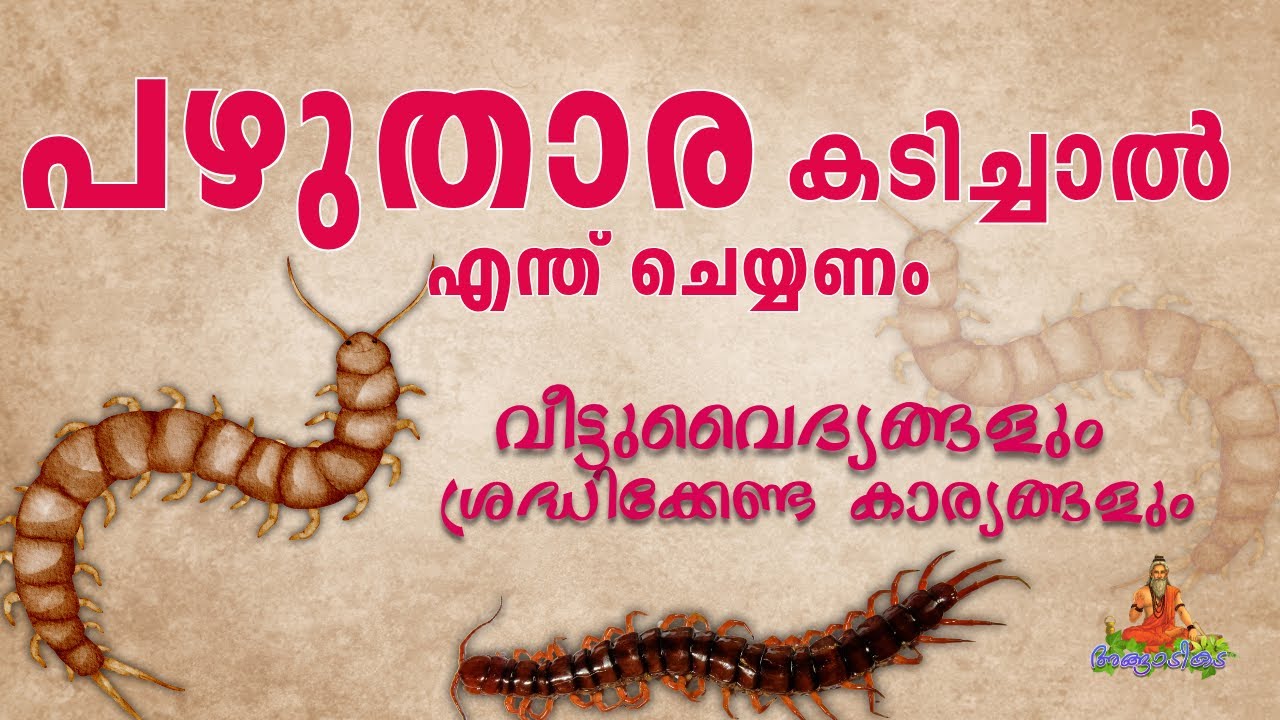 പഴുതാര കടിച്ചാൽ എന്ത് ചെയ്യണം | pazhuthara kadichal | Centipedes Bite ...