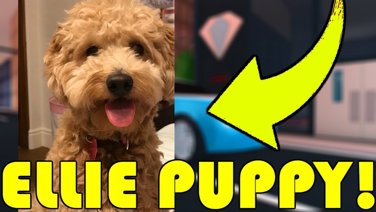 CUTEST PUPPY IN THE WORLD - ELLIE PUPPY - 1.3K SUBS SPECIAL - YouTube