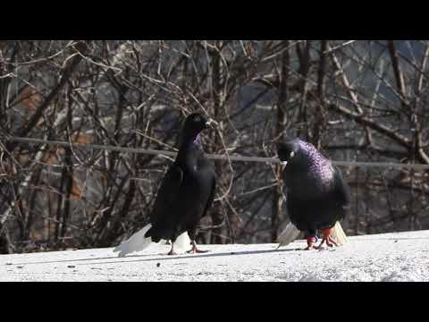 Kömür tenli gümüş kuyruk güvercinler..