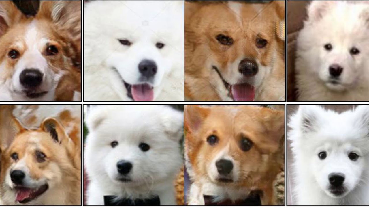 Unsupervised Dog Breed Image Translation - YouTube