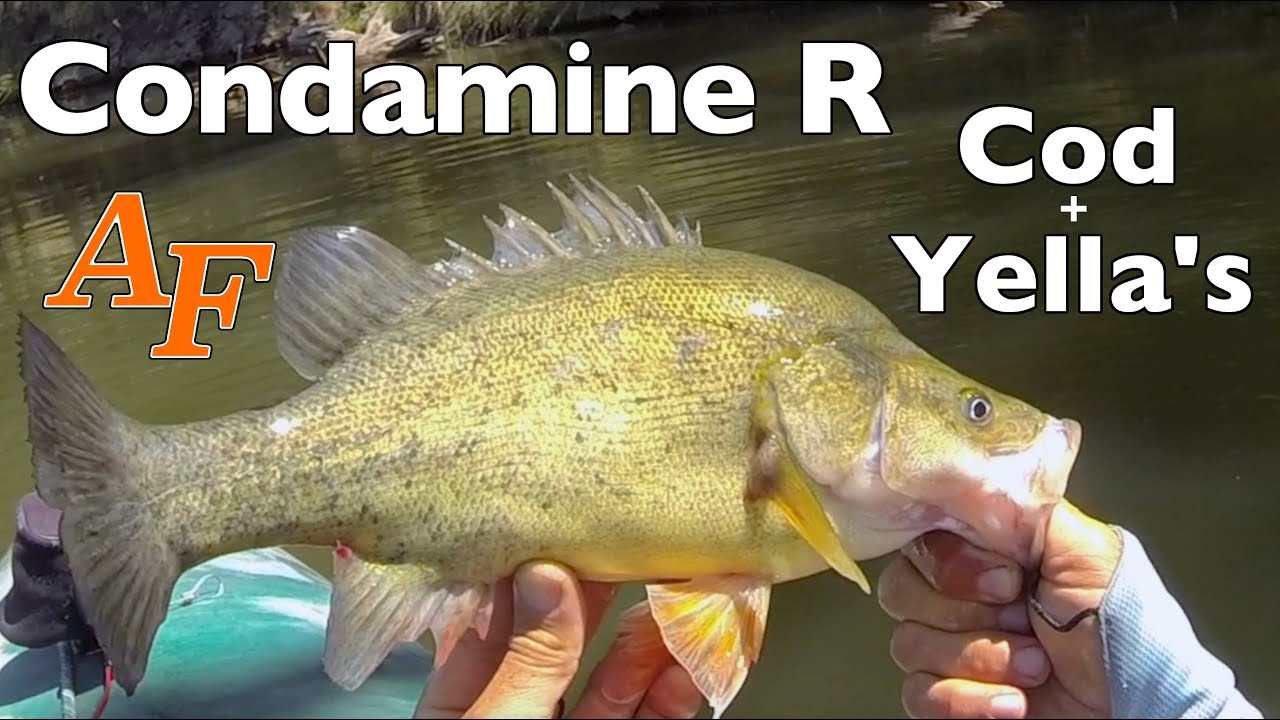 Kayak fishing Condamine River Murray Cod Yellow Belly Day 13 of trip ...