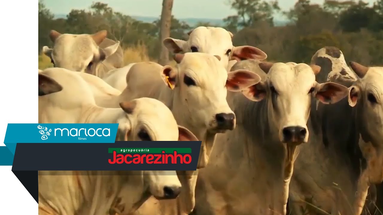 Marioca Filmes - Agropecuária Jacarezinho Video Institucional - YouTube