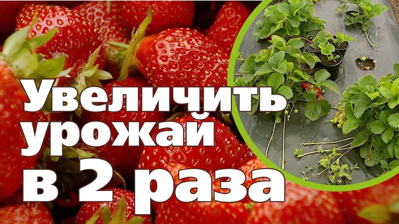 КЛУБНИКИ БУДЕТ В 2 РАЗА БОЛЬШЕ, ЕСЛИ ИСПОЛЬЗУЕТЕ ЭТУ ТЕХНОЛОГИЮ - YouTube