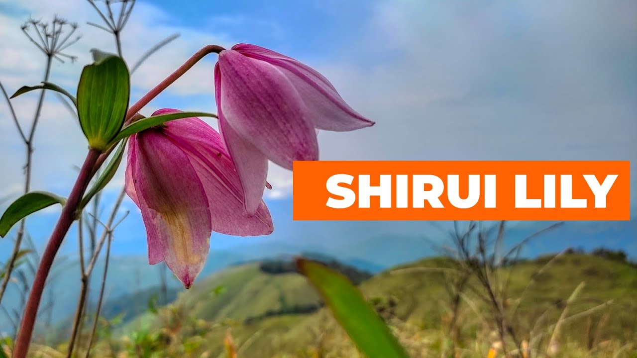 CALL OF THE SHIRUI LILY | SHIRUI PEAK | MANIPUR - YouTube