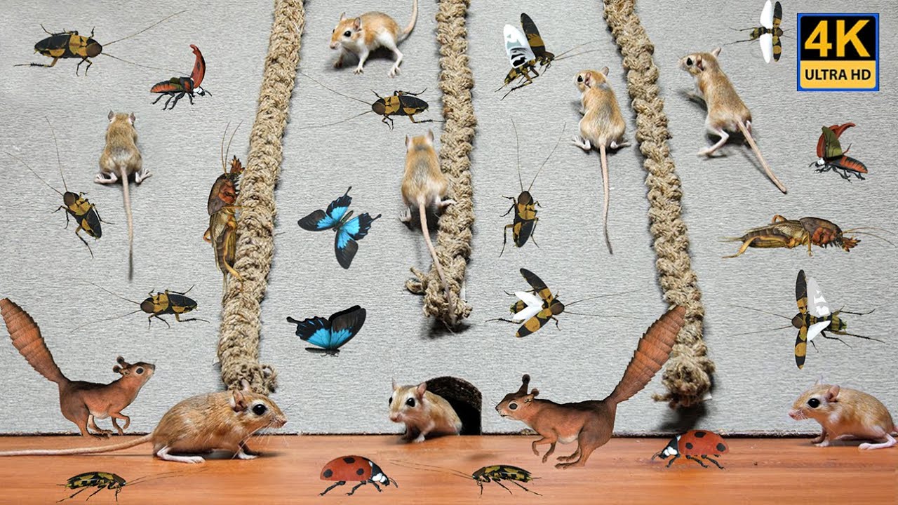 Cat Games mouse climbing ropes, hide & seek and bugs surprise for Cats ...