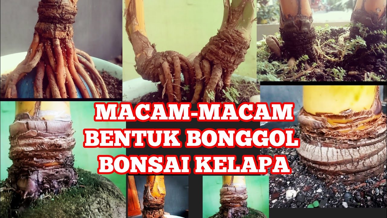 MACAM-MACAM BENTUK BONGGOL BONSAI KELAPA - YouTube