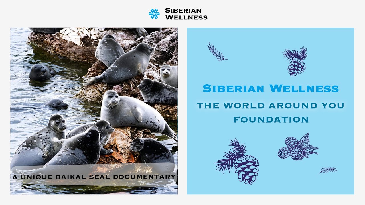 Coming soon: A Unique Baikal Seal Documentary! - YouTube