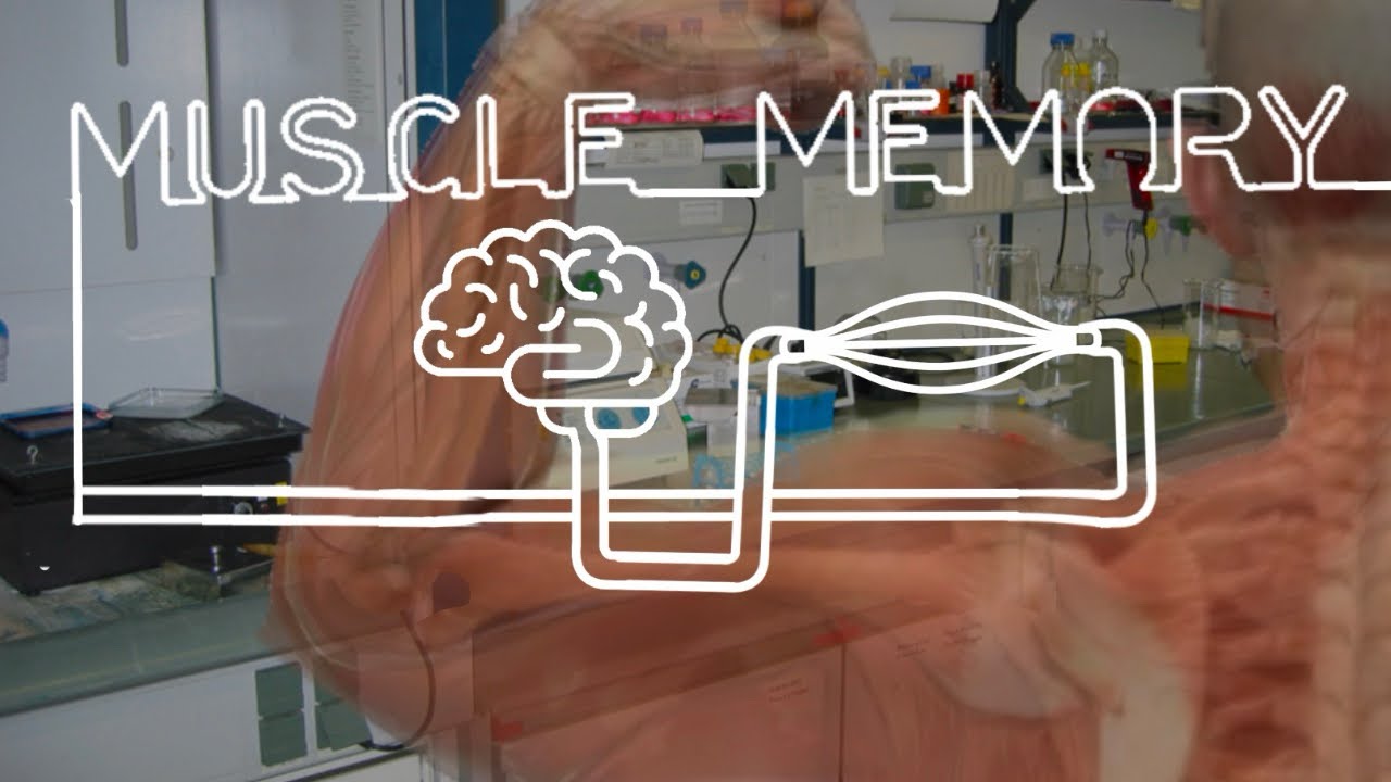 The Science Behind Muscle Memory — How Fast Can You Regain Lost Gains ...