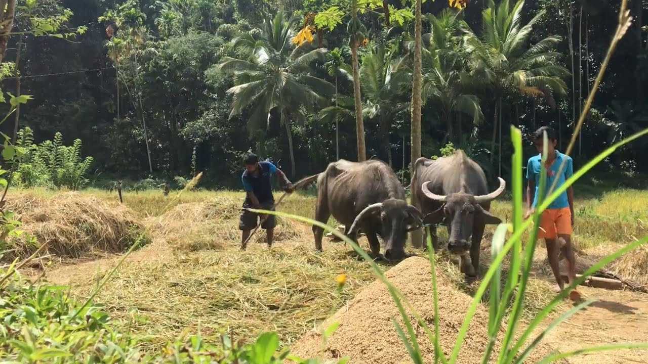 Sri Lankan Hillside Traditional Paddy Harvesting - YouTube