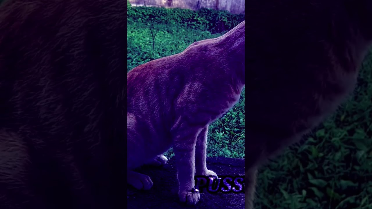 Pussy Edit Youtube