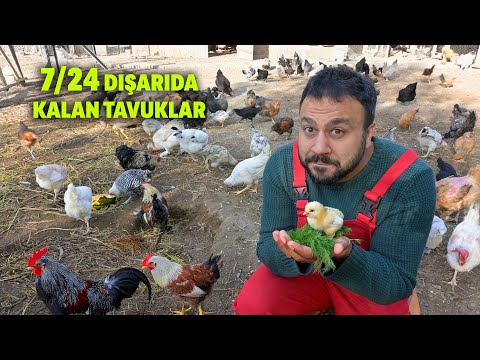 🌙 7/24 Dışarıda Kalan Tavuklar! 😱 | Sabah Çiftlik Kapısı Açma 🚪 | Tavuklara Yeşillik |Çiftlik İşleri