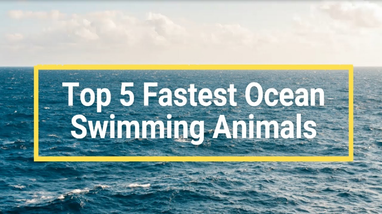 World's Top 5 Fastest Ocean Swimming Animals - YouTube