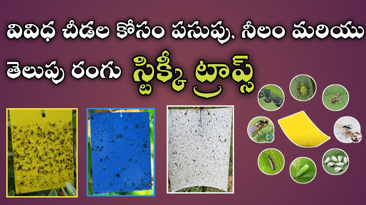 Usage of Different Coloured Sticky Traps In Agriculture For Pest ...