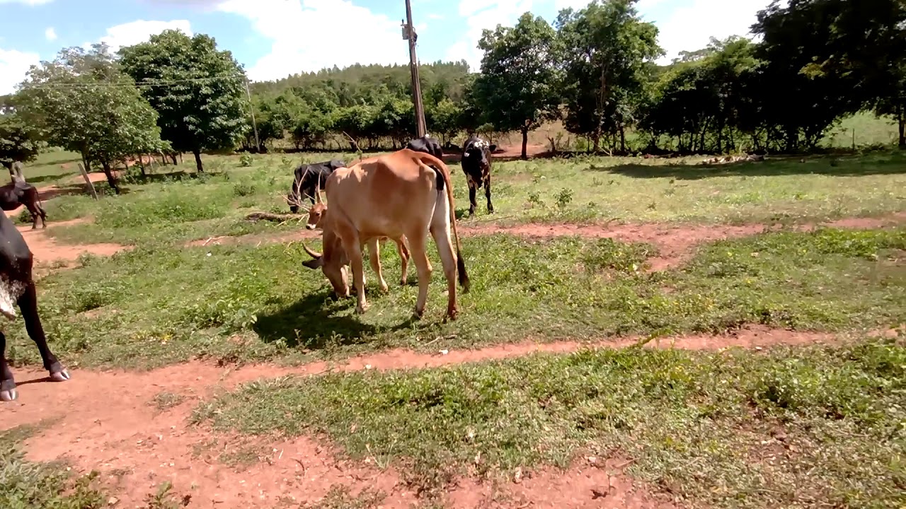 BEZERRO E UM BEIJO NA VACA - YouTube