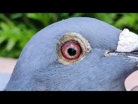 Blue Bar Breeder Male | Racing Pigeons 2022 | Kalapati - YouTube