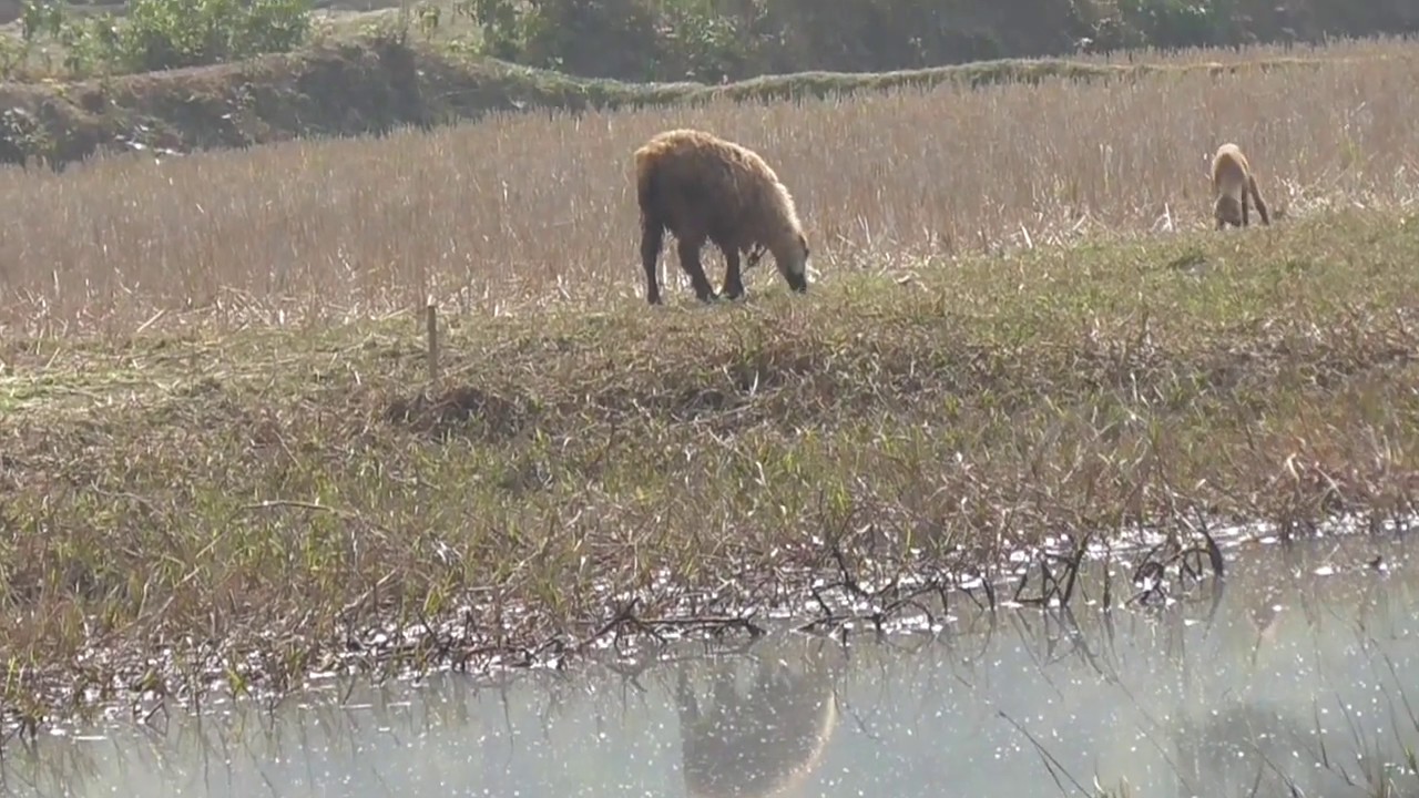 A Ram eating grass & a farmer collecting cowdan - YouTube