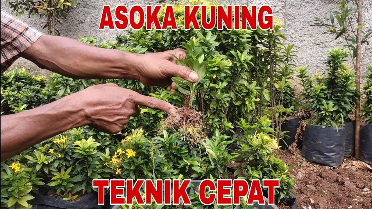 CARA PERBANYAK TANAMAN ASOKA KUNING !! - YouTube