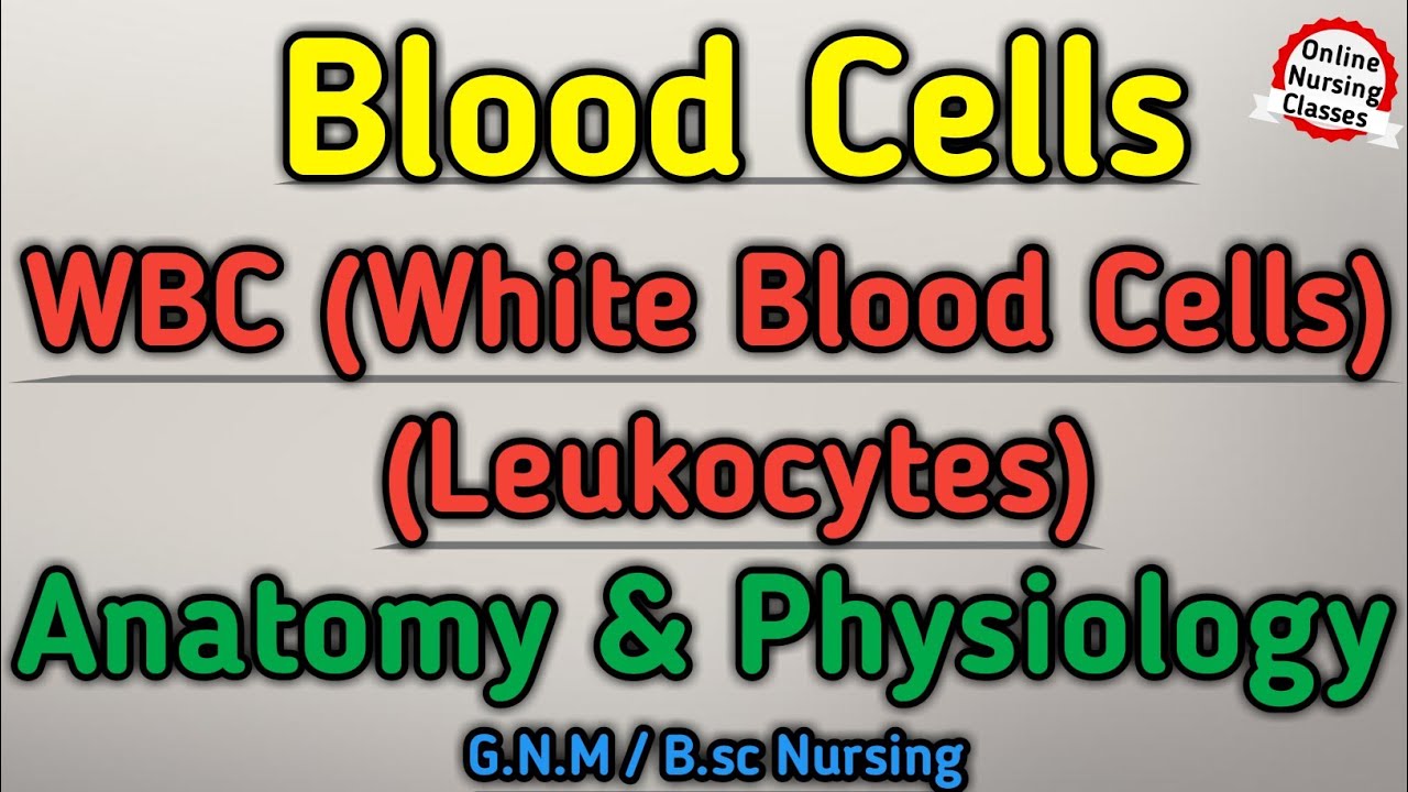 Blood Cells WBC White Blood Cells Leukocyte Anatomy And blood-cells-wbc-white-blood-cells-leukocyte-anatomy-and
