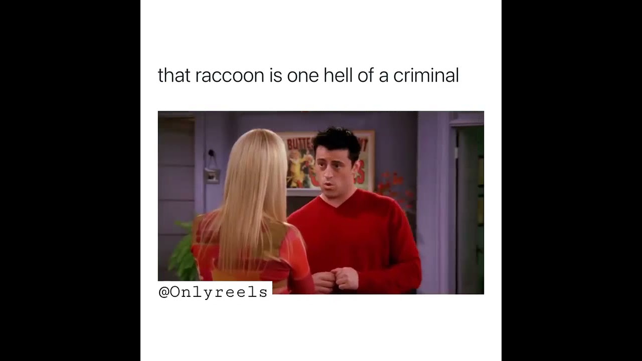 Joey Raccoon Memes Love Me Some Memes 🤣 #Meme #MemeCut #fyp #foryou