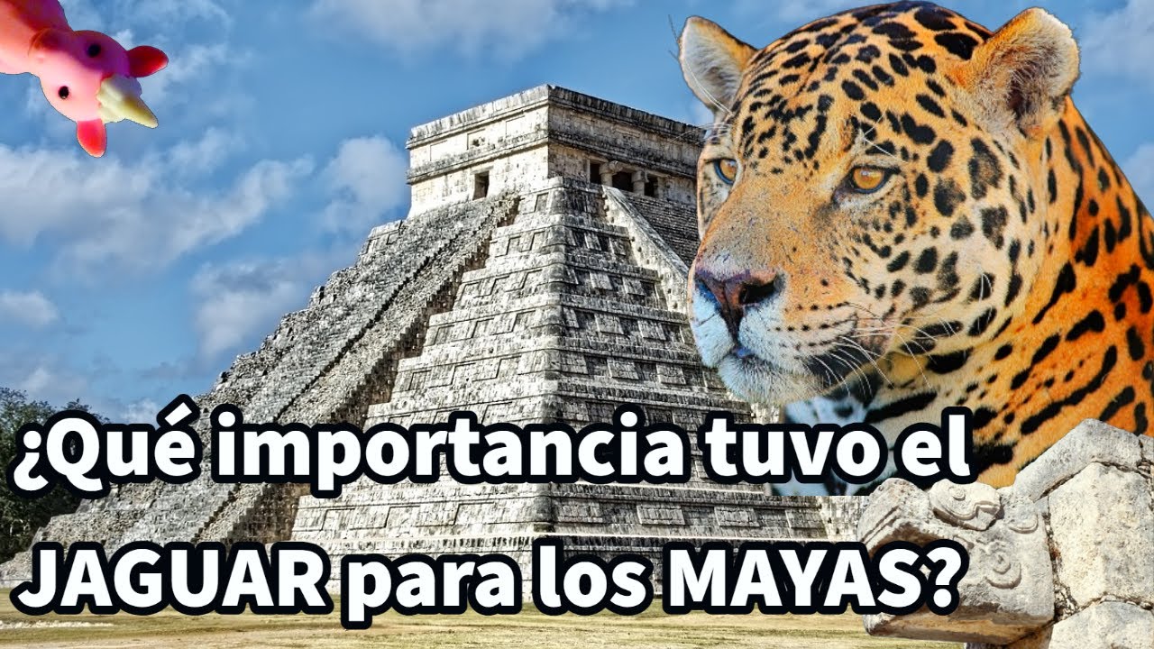 ¿Qué importancia tuvo el JAGUAR para los MAYAS? #rutahistorica - YouTube