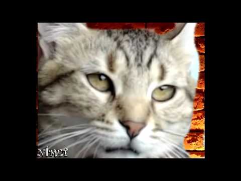 ben nimet kanalımın ilk videosu #1