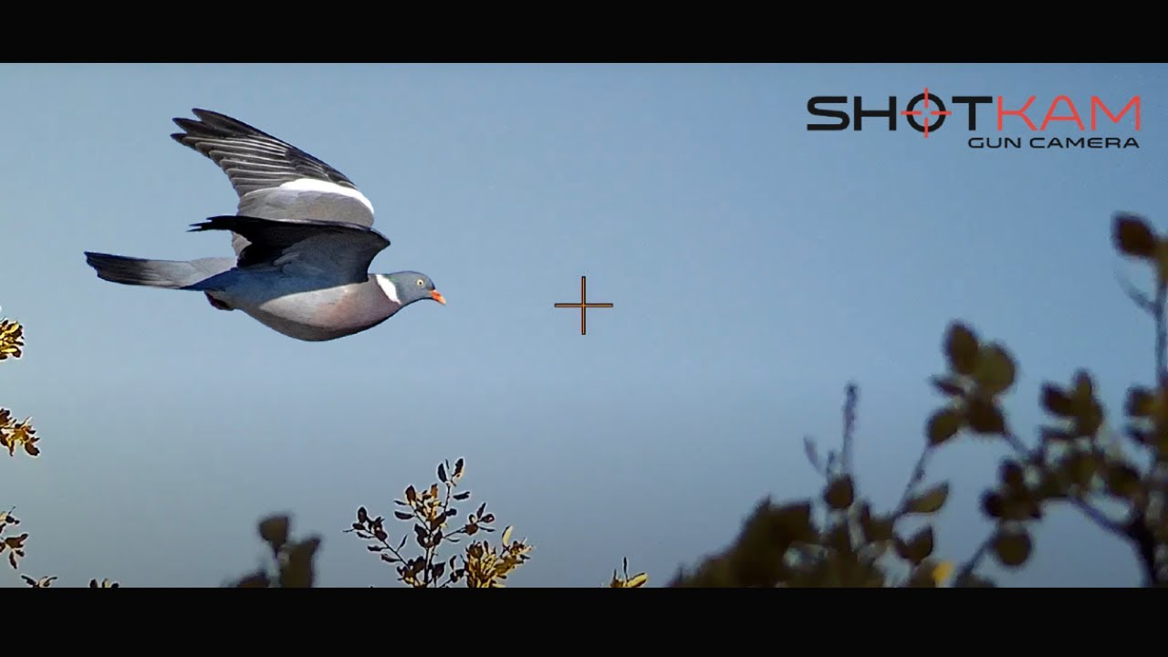 Caza de palomas. Media veda con cimbel. - YouTube