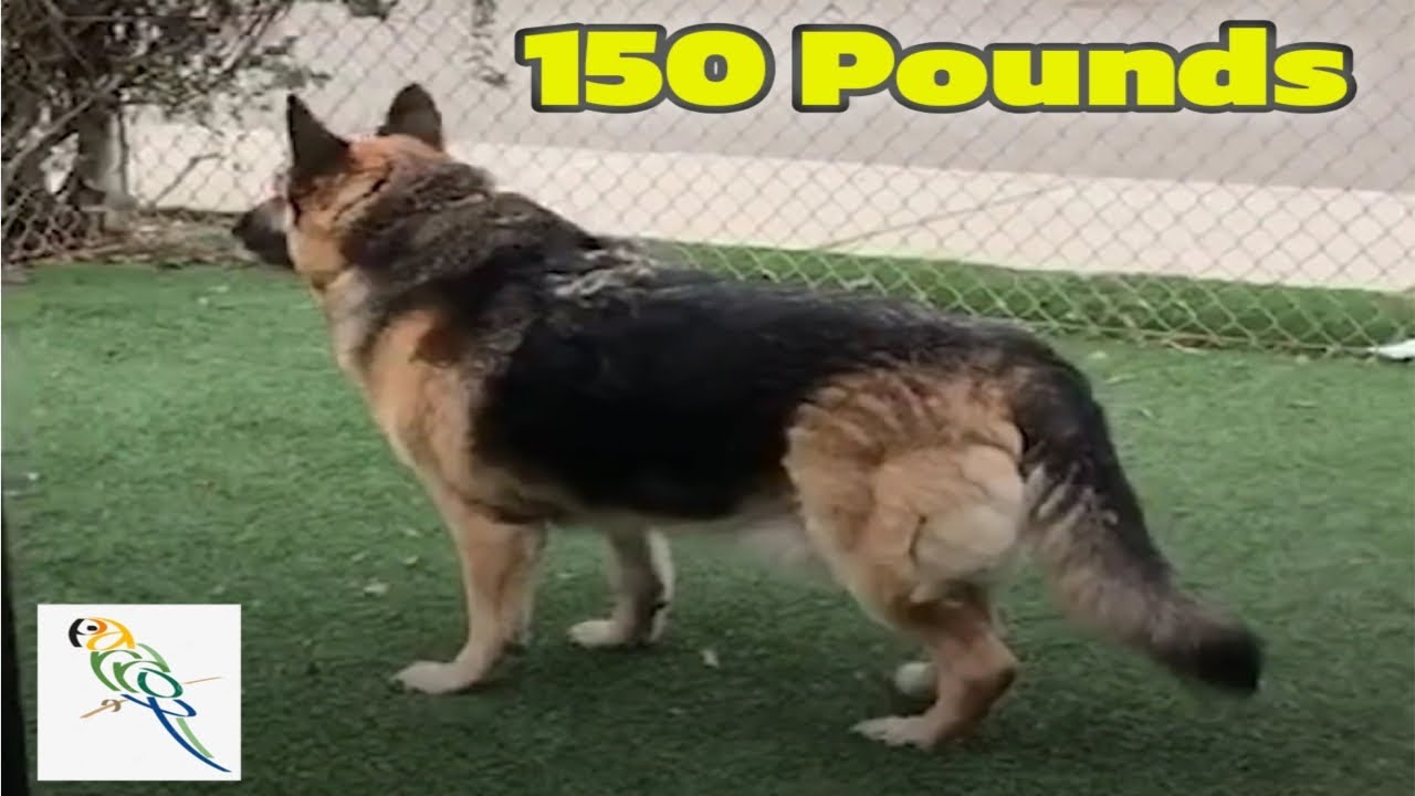 150-Pound German Shepherd Loses 50 Pounds | Animal Life - YouTube