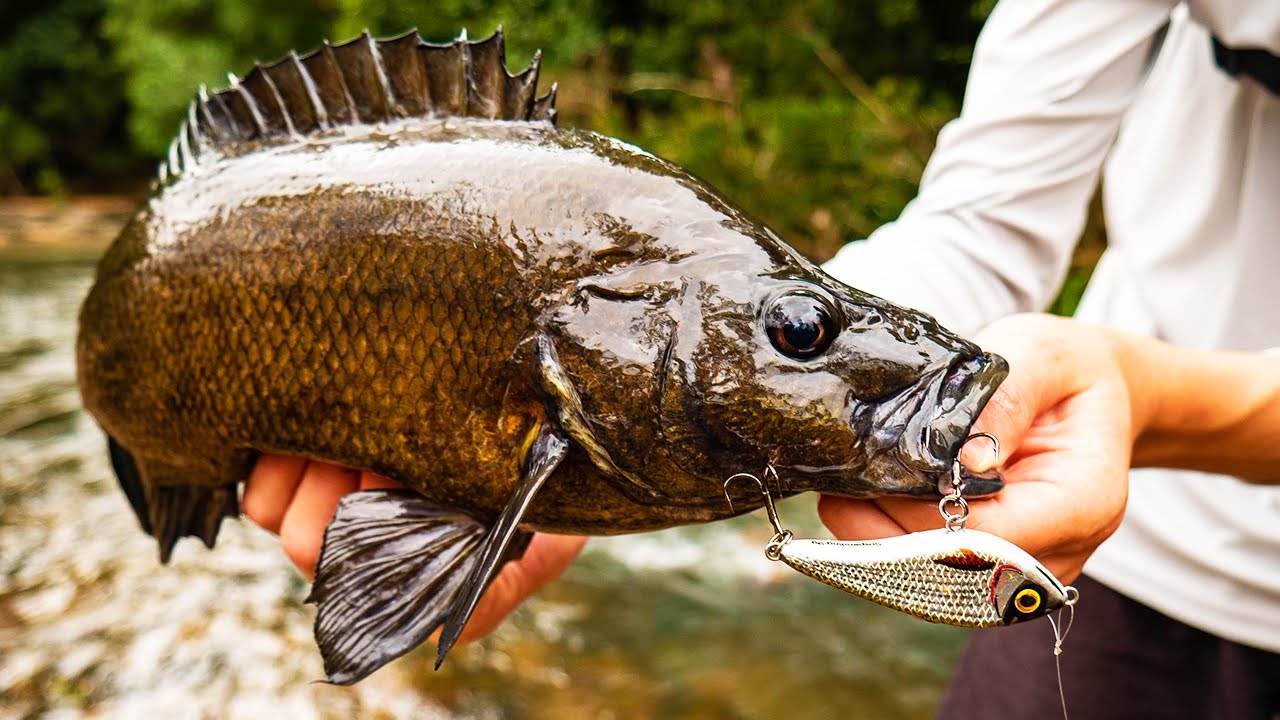 INSANE SOOTY FISHING! | North Queensland Jungle Perch and Sooty Grunter ...