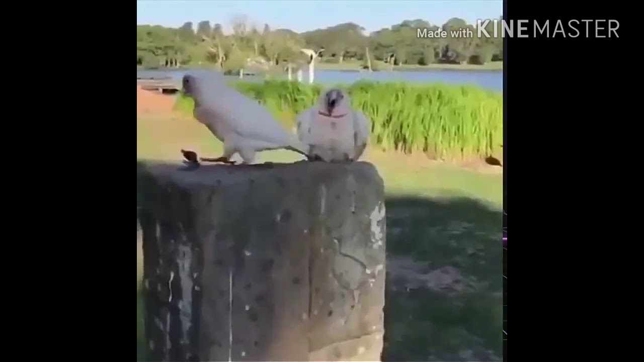 Bird screaming - YouTube