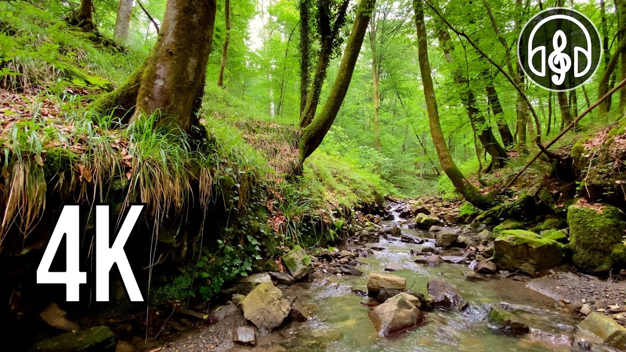 A spring forest stream accompanied by the singing of morning forest ...