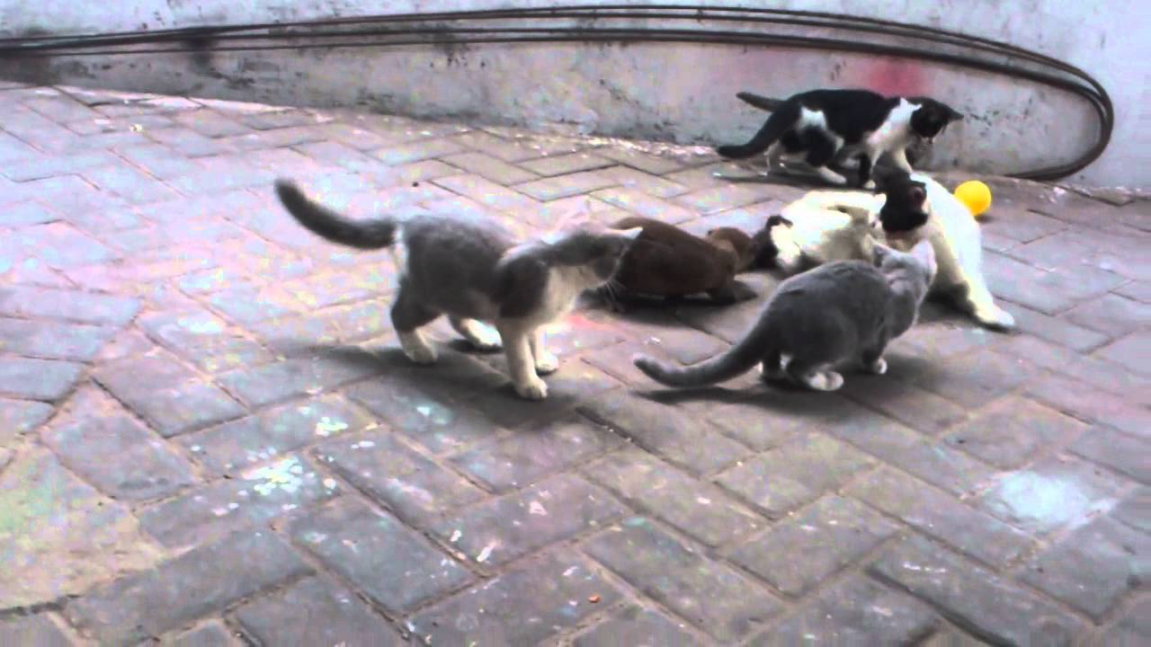 Persahabatan otter dan kucing - YouTube