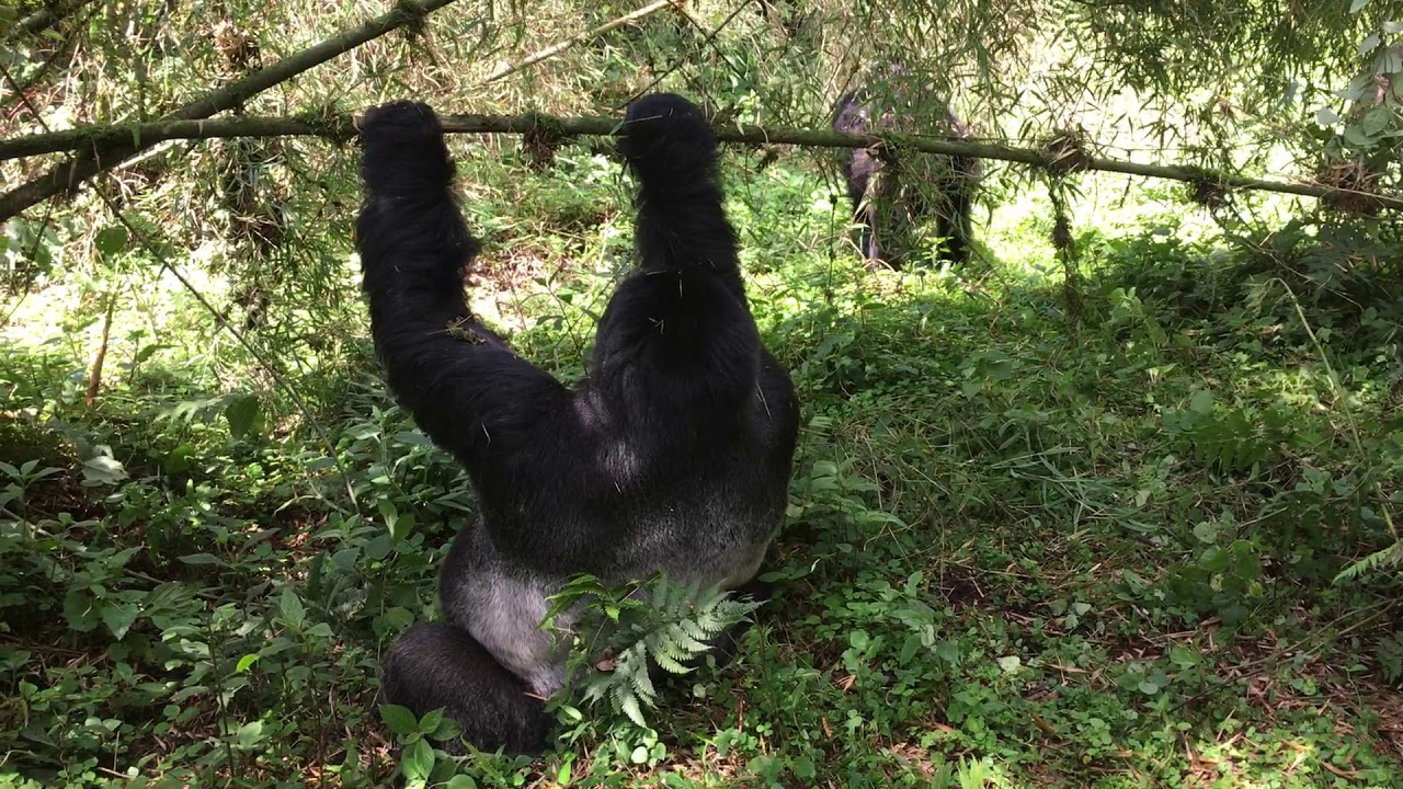 Guhonda silverback close encounter! - YouTube