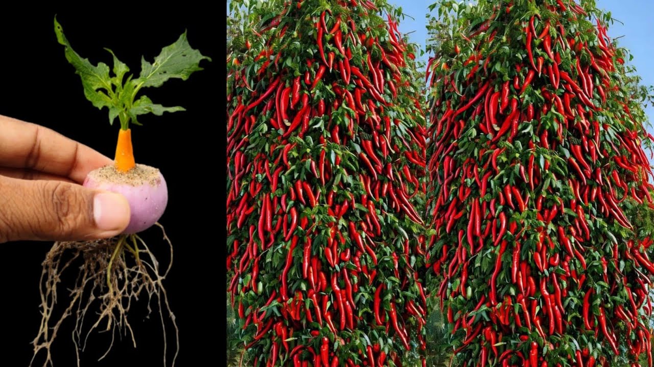 Simple method propagate chilli tree with onion || how to grow chilli ...