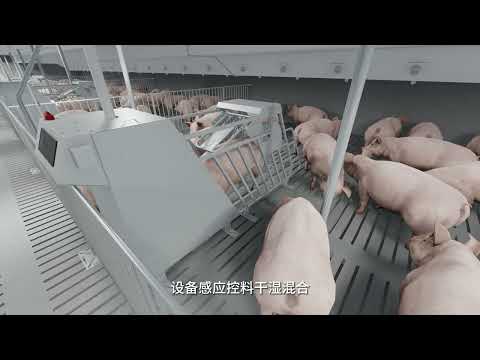 Intelligent Feeding System for Small Group Sows 🐖✨