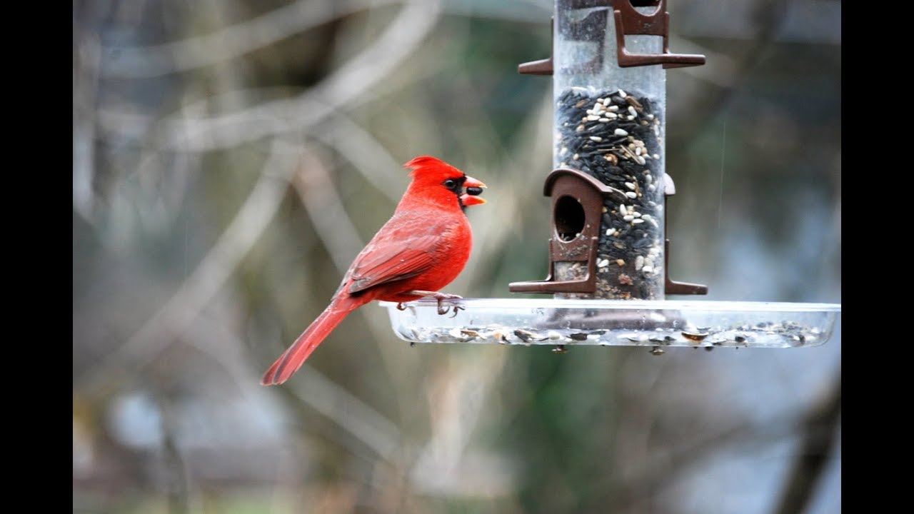 The Wild Bird Center Seed Line Up - YouTube